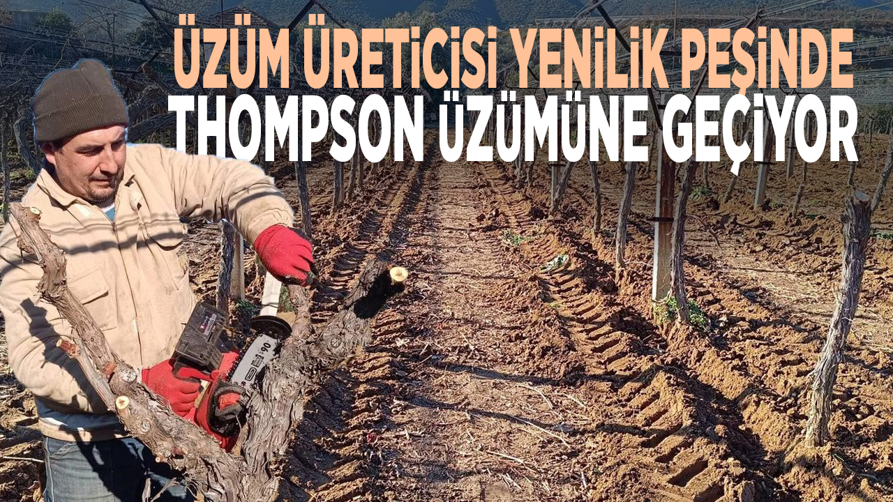 Üzüm üreticisi yenilik peşinde.. Thompson üzümüne geçiyor - Manisa ...